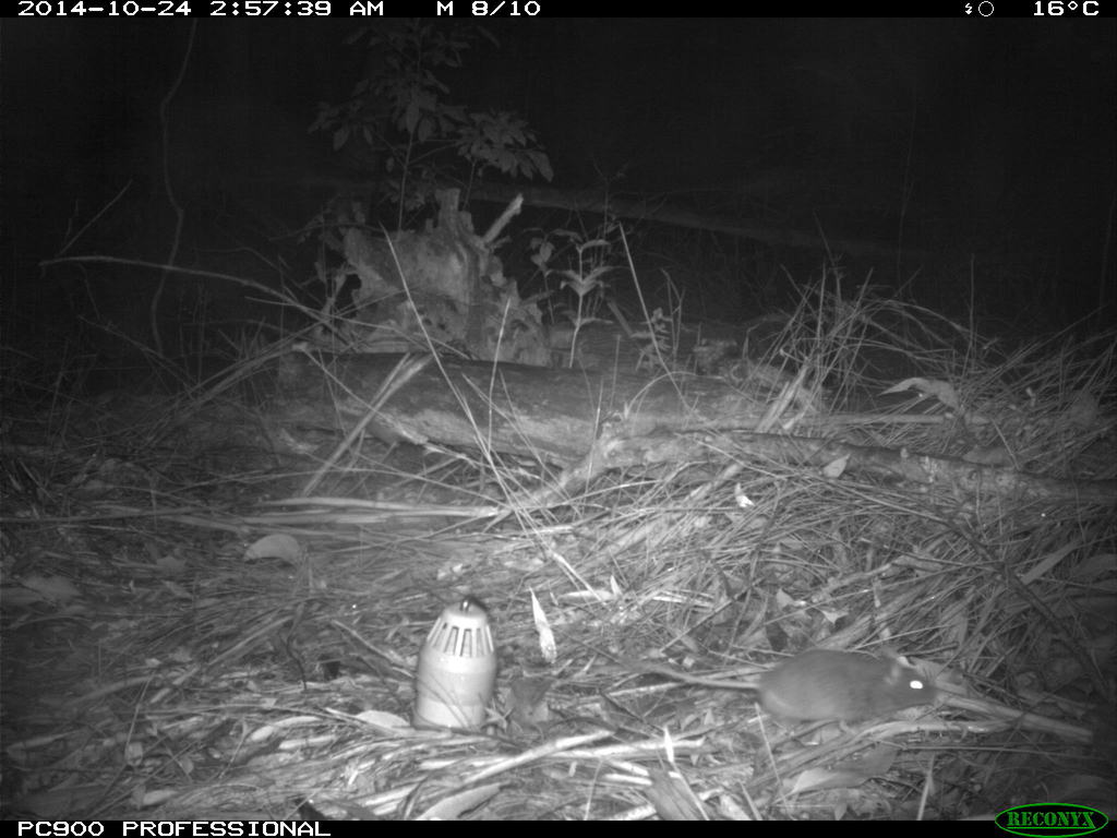 Australian Bush Rat from Aragannu Site 1 on October 24, 2014 at 02:57 ...