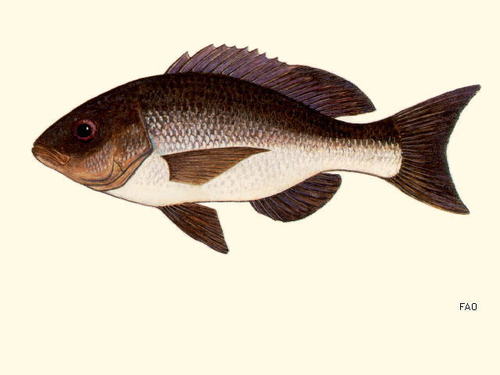Апсилы (Apsilus)