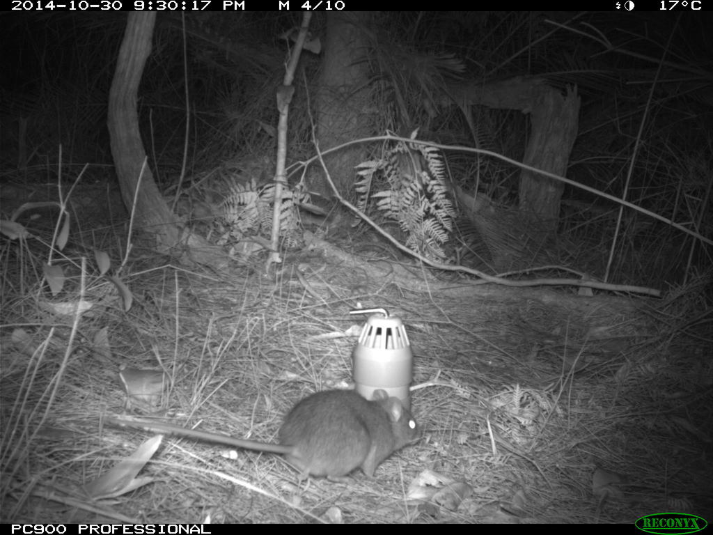 Australian Bush Rat from Aragannu - Site 2 on November 1, 2014 by ...