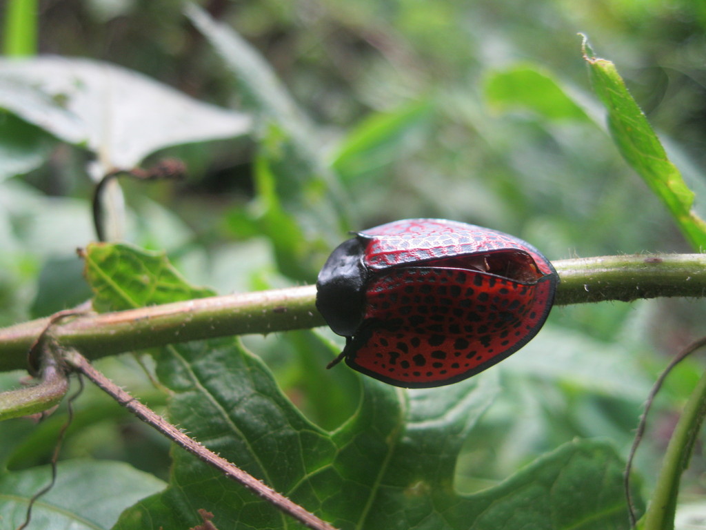 Eugenysa columbiana from Coto Brus, Puntarenas, CR on June 15, 2011 by ...
