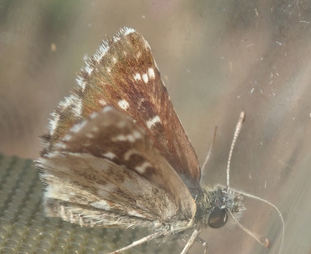 Red-underwing Skipper from Hérault, Languedoc-Roussillon, France on ...
