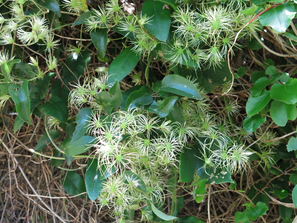 (Clematis foetida) - Botanical Realm
