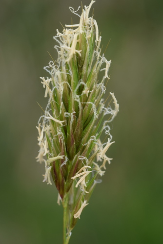 Subspecies Anthoxanthum odoratum alpinum · iNaturalist