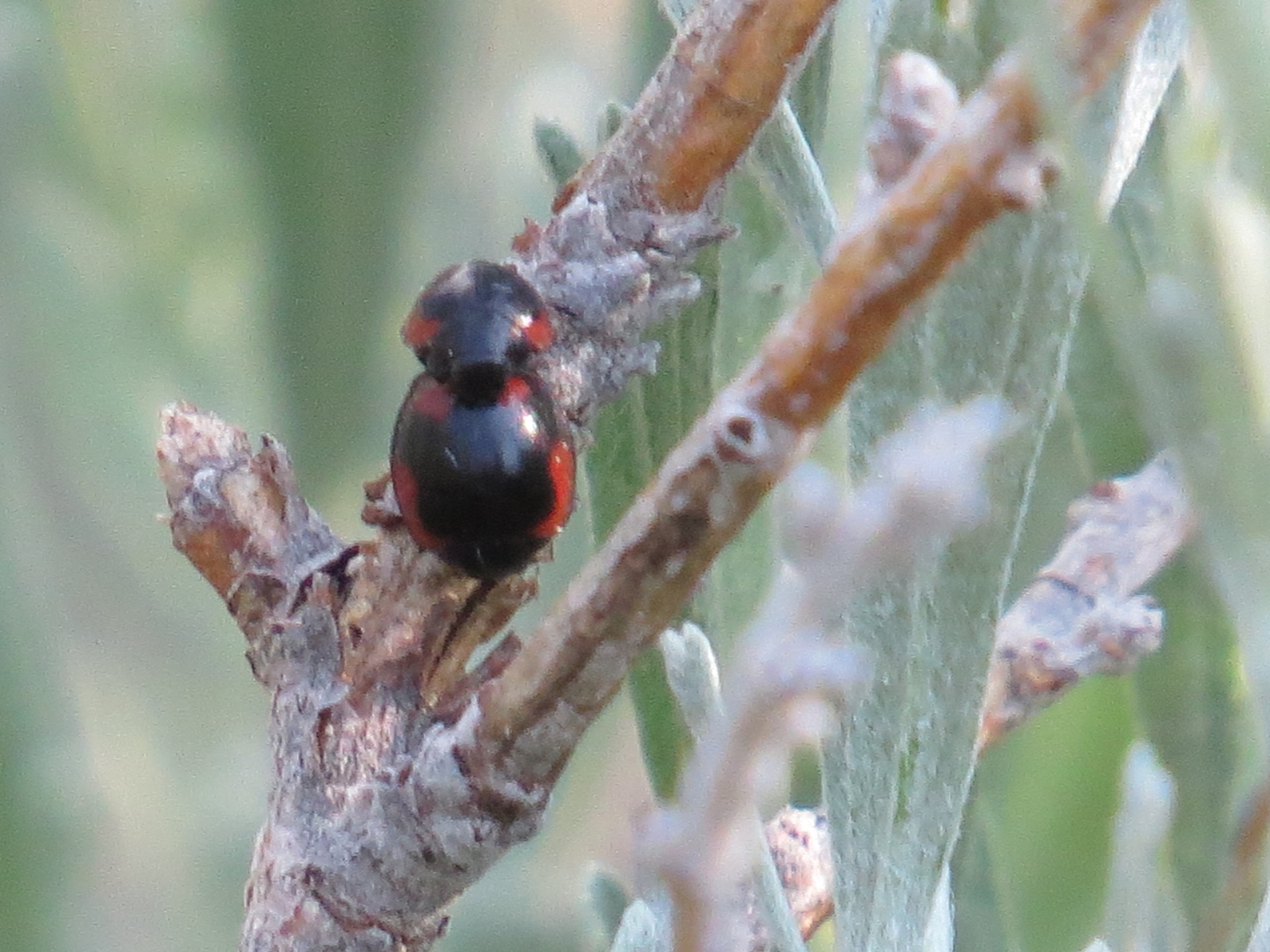 Brumoides E.A.Chapin, 1965