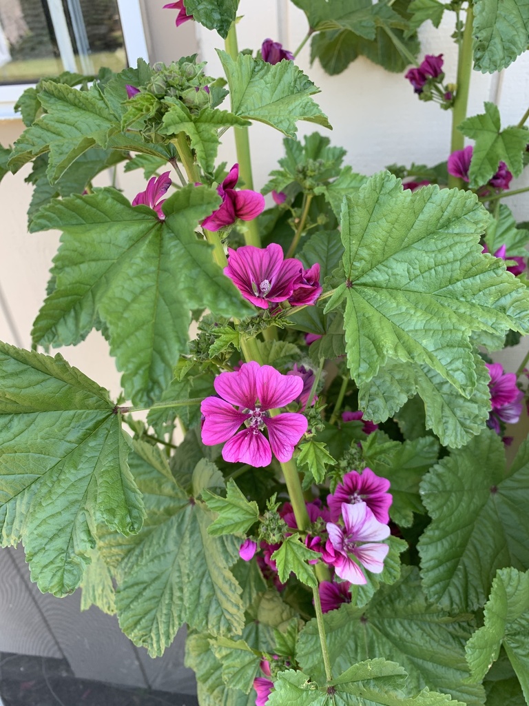 Common Mallow from Rigby Ave, Rio Dell, CA, US on June 20, 2021 at 01: ...