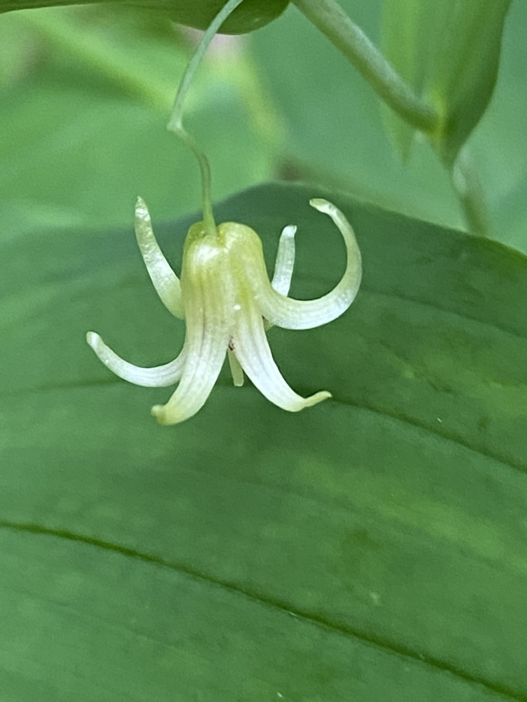 white twisted-stalk (Streptopus amplexifolius) - Botanical Realm