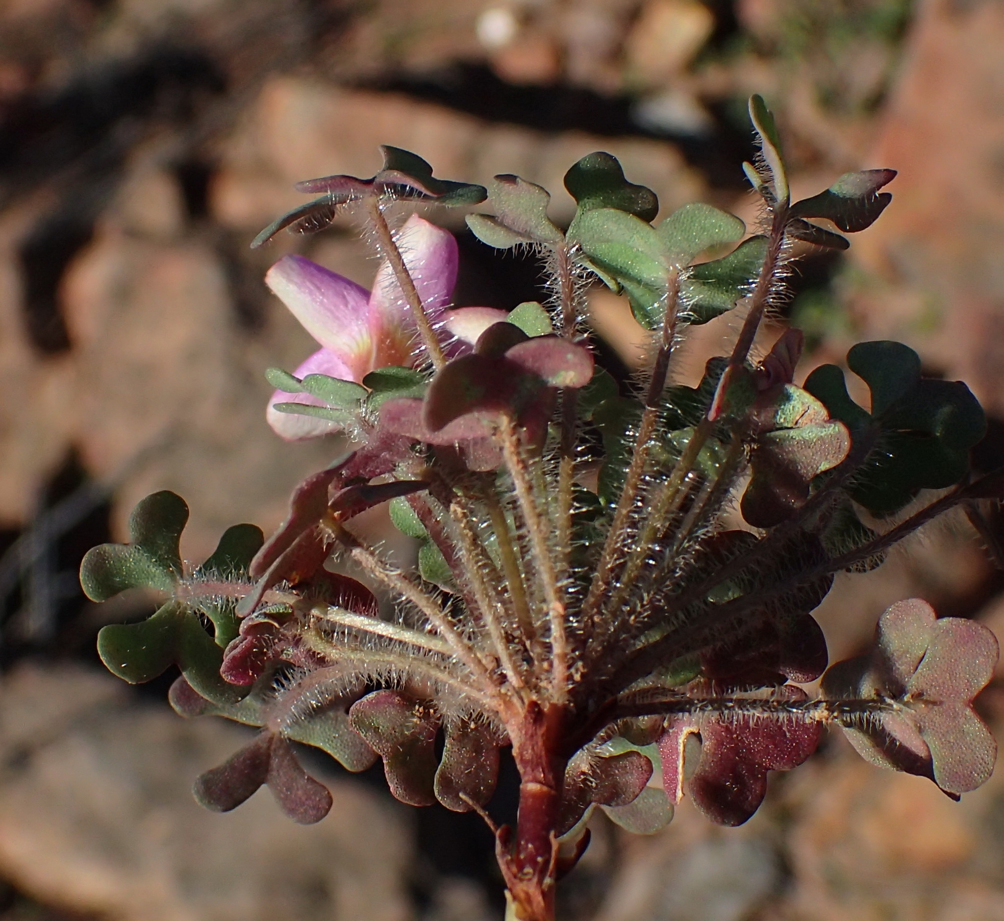 Oxalis attaquana Salter