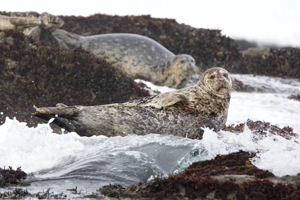 Earless Seals (Phocidae) - Marine Life Identification