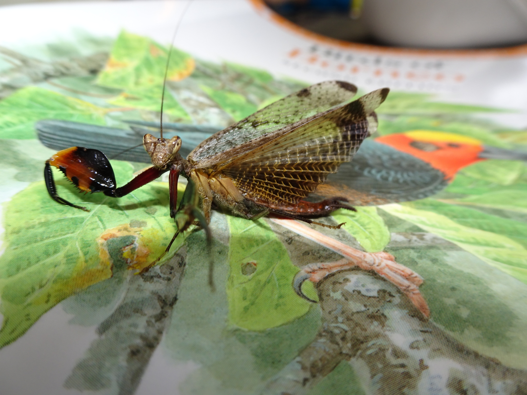 Astyliasula phyllopus Haan, 1842