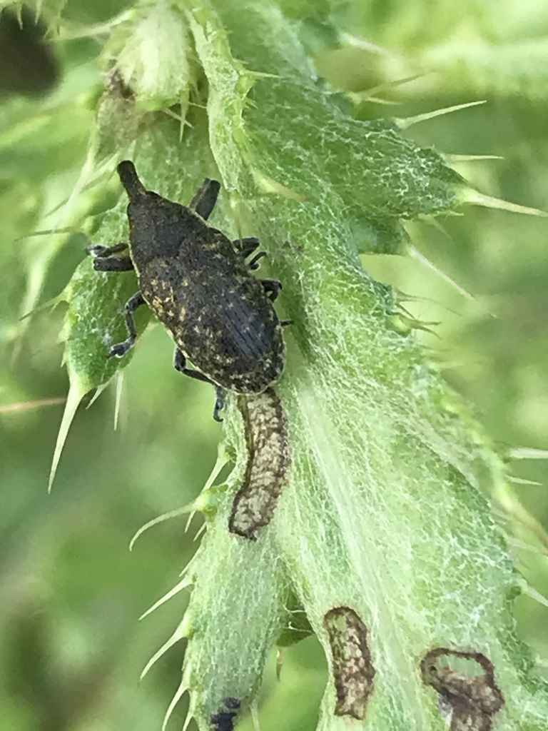 Canada Thistle Bud Weevil from Redbud Nature Area, Ann Arbor, MI, US on ...