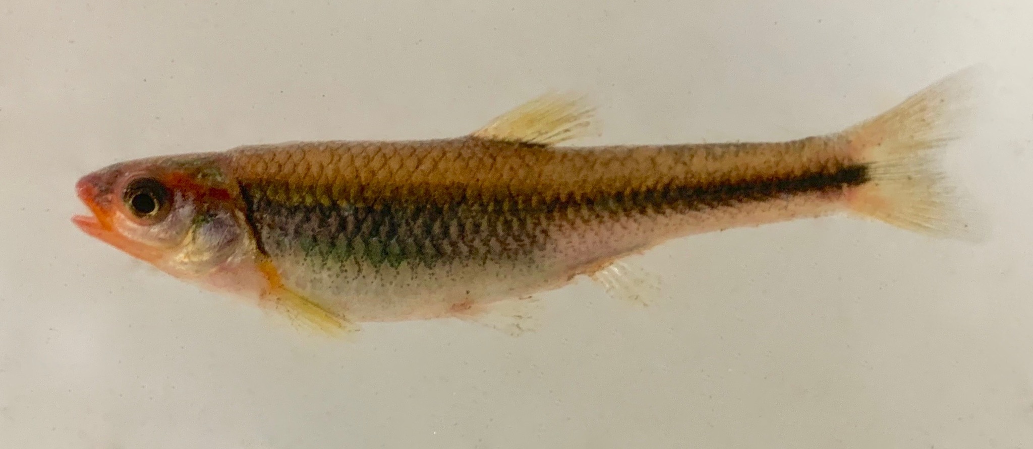 Notropis rubricroceus (Cope, 1868)