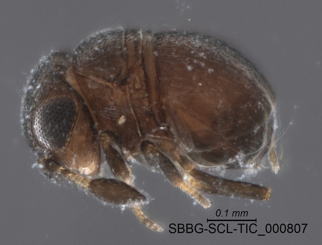 Baeus from Southeast edge of Flasher Dunes near mouth of Old Nursery ...