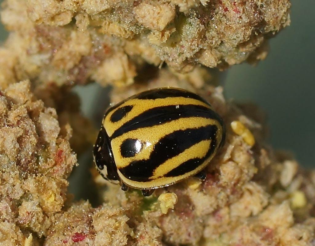 Micraspis furcifera (Ladybirds of SW Australia) · BioDiversity4All