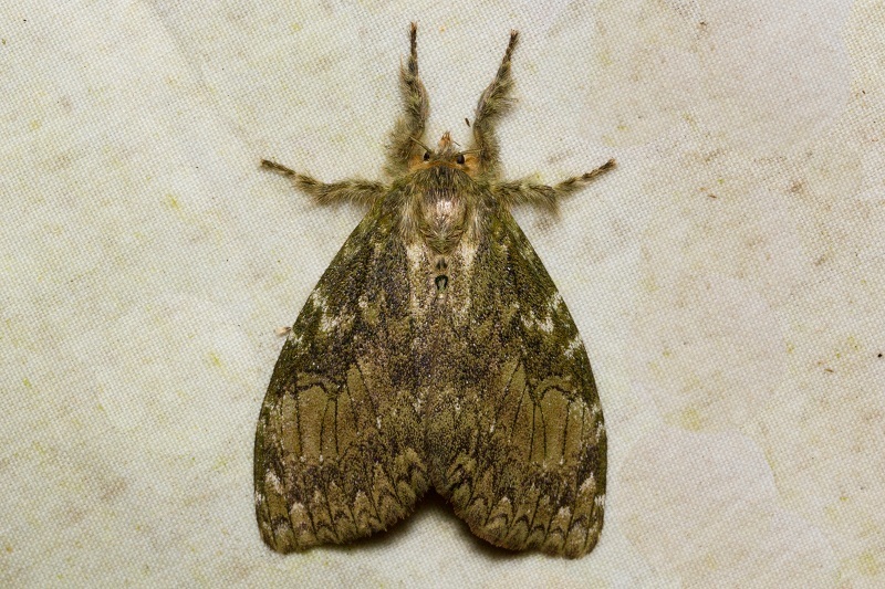 Ilema vaneeckei from Stephens Place, Frasers Hill (2) on May 13, 2016 ...