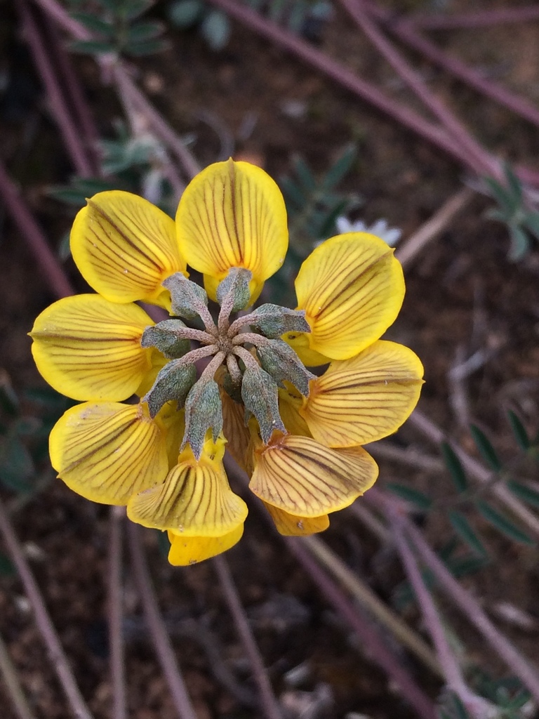 (Hippocrepis scorpioides) - Botanical Realm