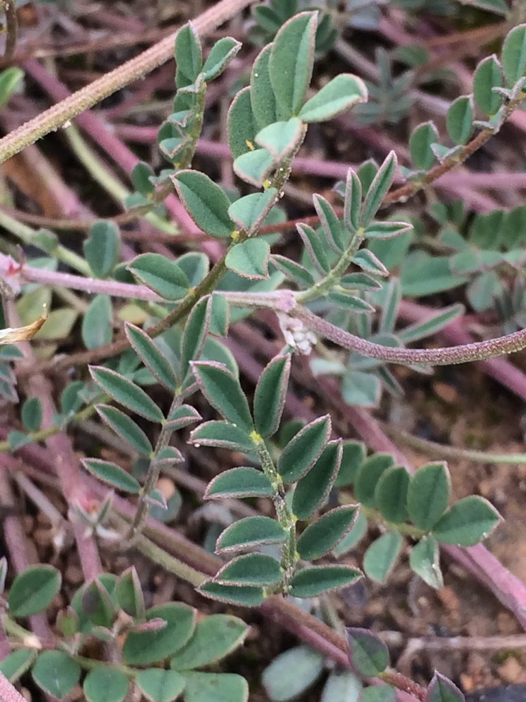 (Hippocrepis scorpioides) - Botanical Realm