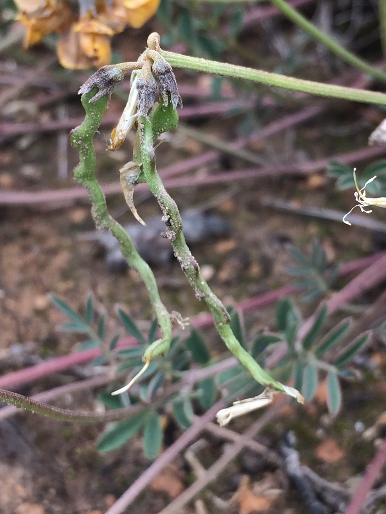 (Hippocrepis scorpioides) - Botanical Realm