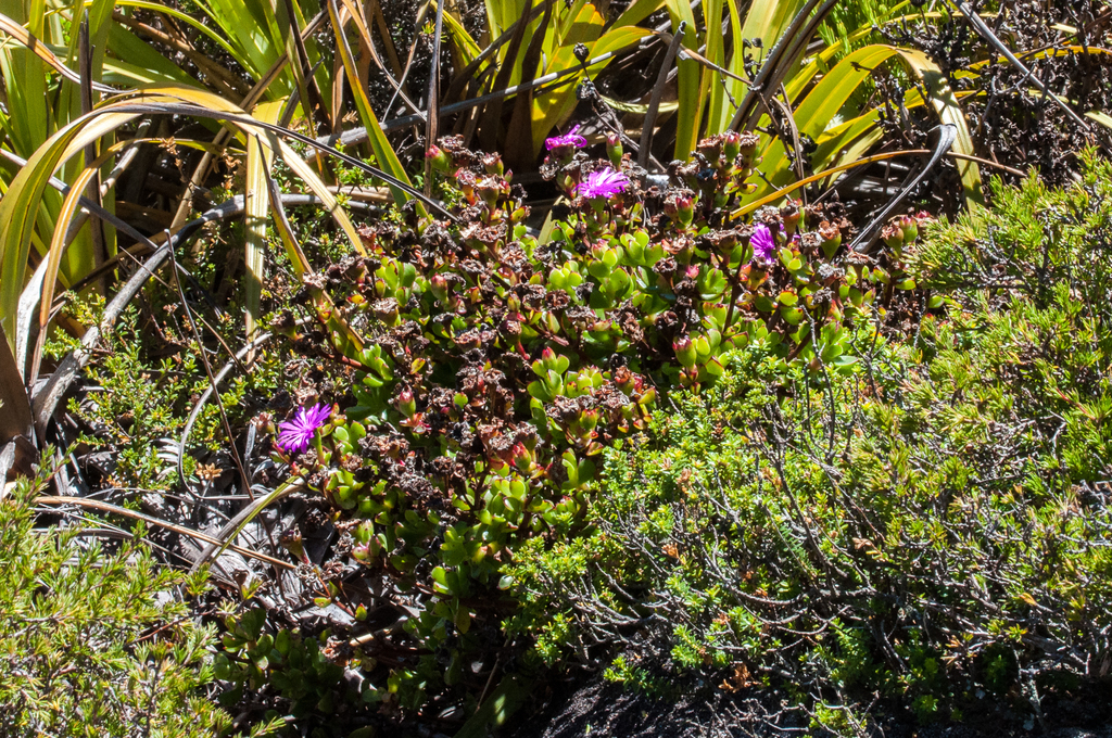Satin Spoonfig (Erepsia inclaudens) - Botanical Realm