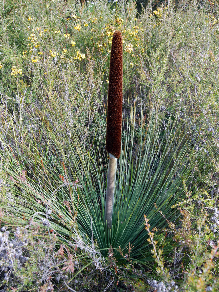 Xanthorrhoea sp. (Campus Flora Guide ) · iNaturalist