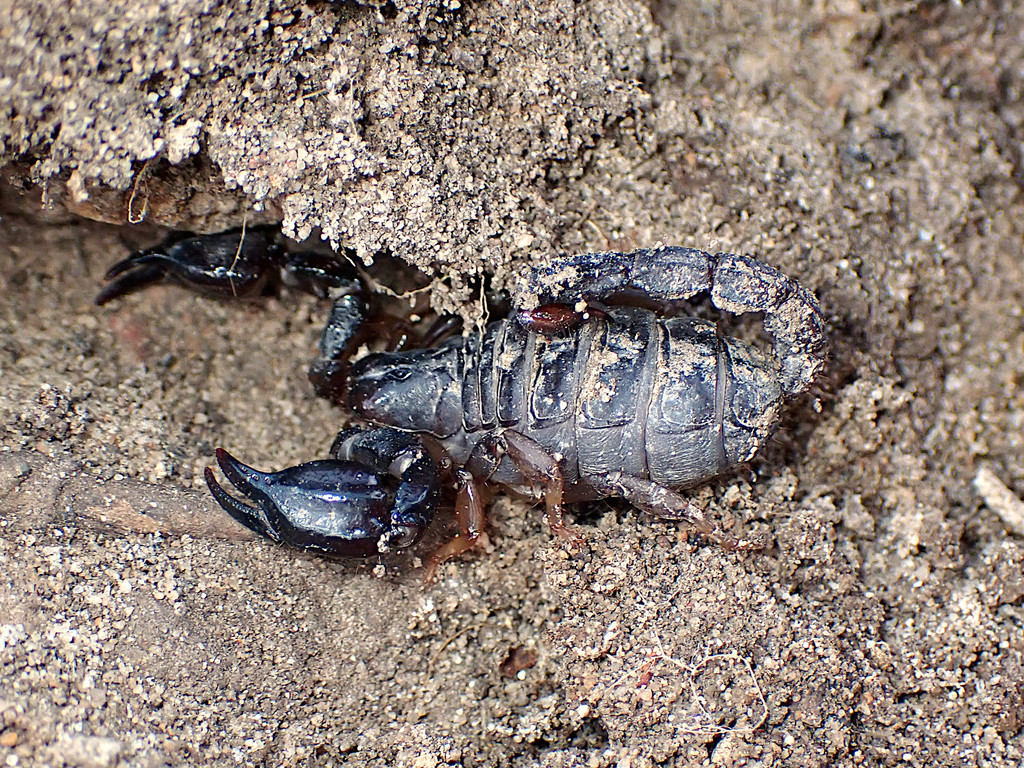 black rock scorpion from Bullock Hill Conservation Park, SA, Australia ...