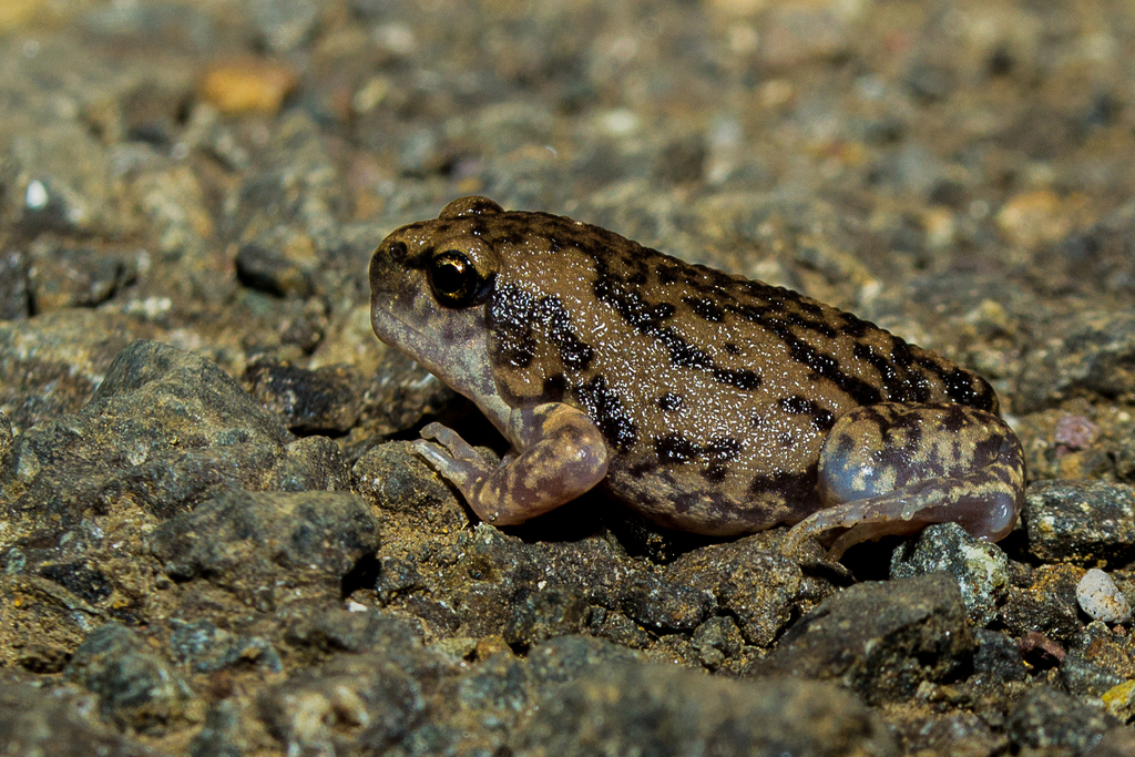Marbled balloon frog from Pune, Maharashtra, India on October 14, 2017 ...