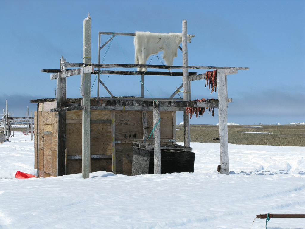 Polar Bear in May 2012 by Greg Lasley. These are Polar Bear skins hung ...