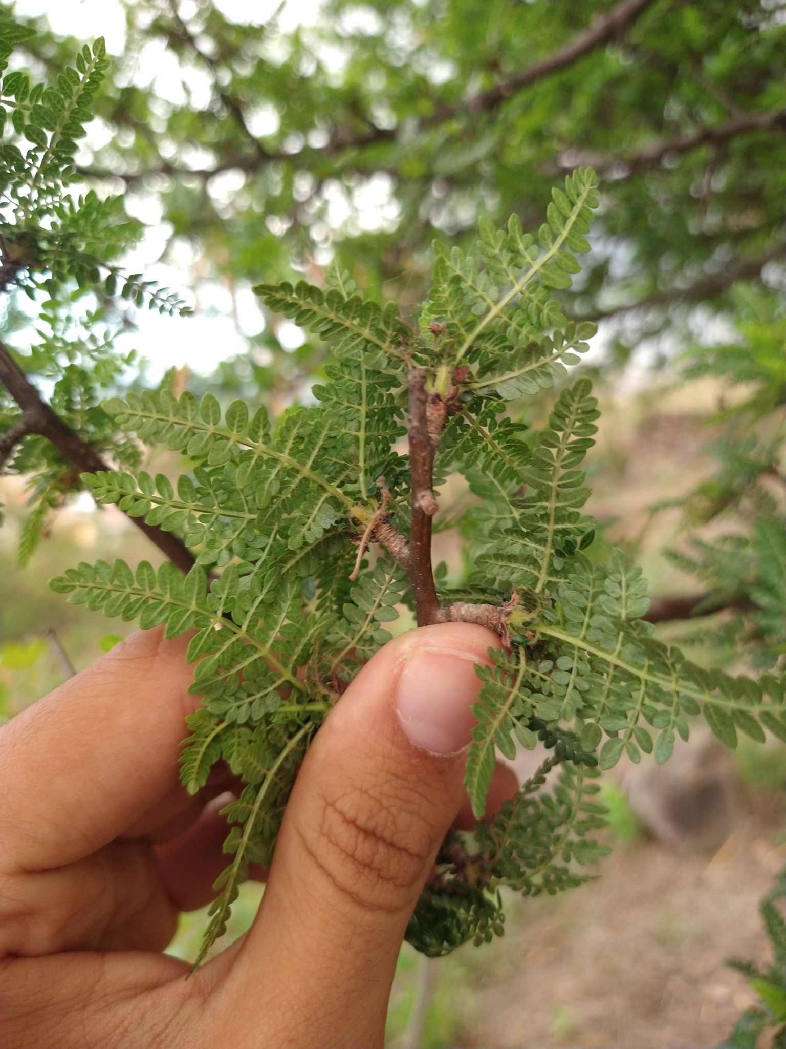 Bursera bipinnata (Moc. & Sessé ex DC.) Engl.