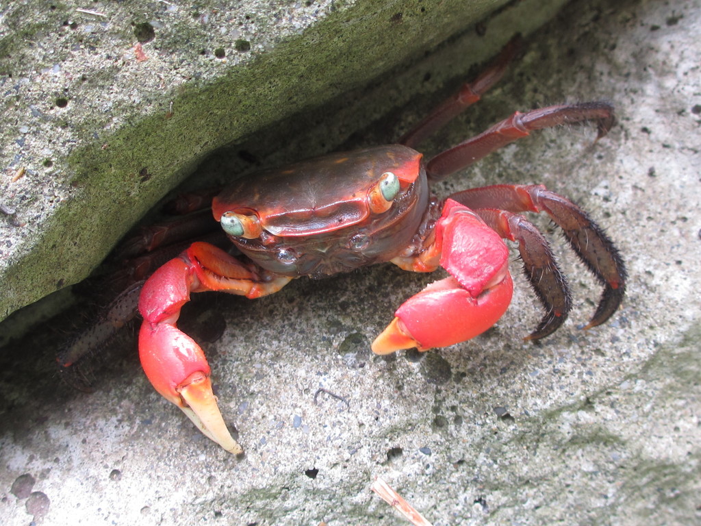 Red-clawed crab from 日本、〒140-0003 東京都品川区八潮 on June 20, 2021 by i164 ...