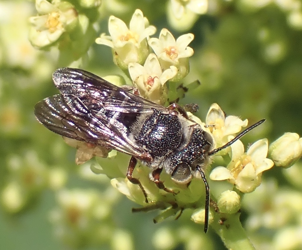 Sharptail Bees from Eupora, MS, US on June 20, 2021 at 05:10 PM by ...