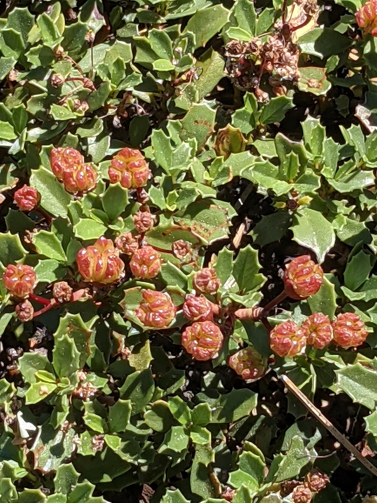 Mahala mat from Lassen County, CA, USA on June 20, 2021 at 12:24 PM by ...