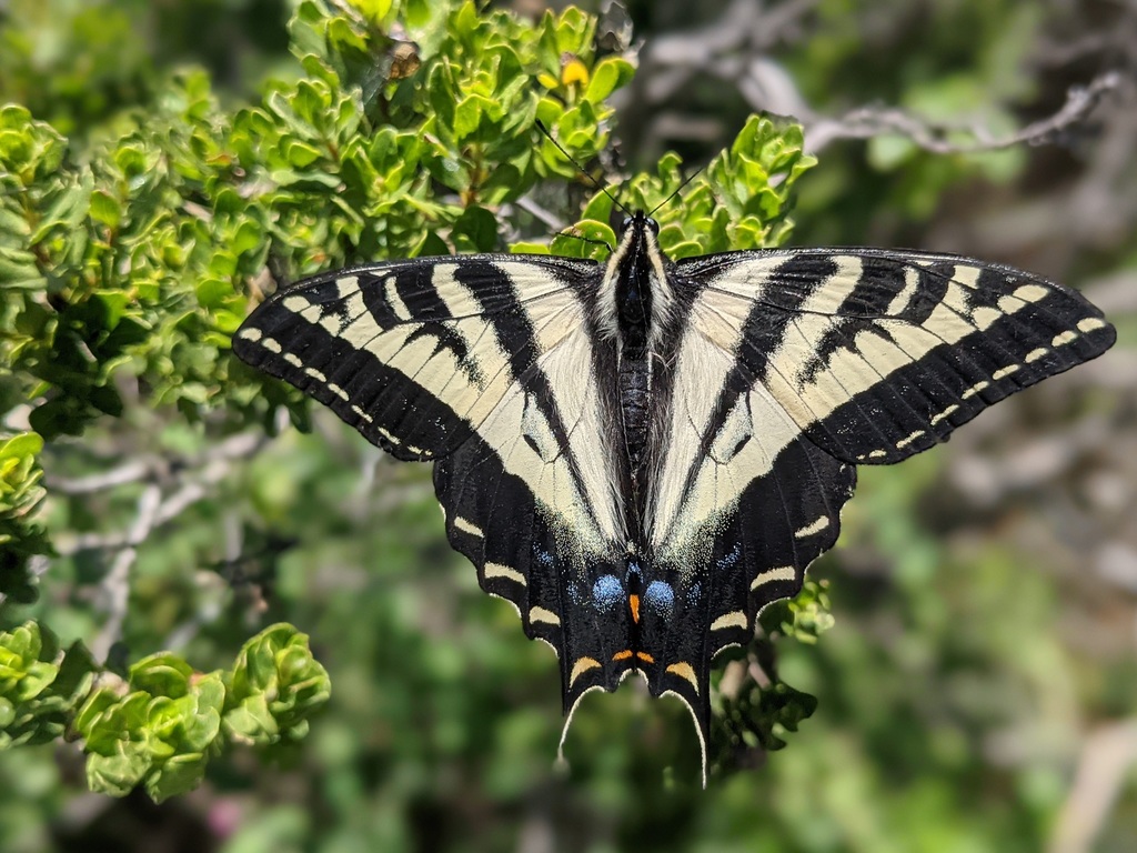 Pale Swallowtail (Crater Lake National Park Pollinator Guide 🐝 🦋 ...