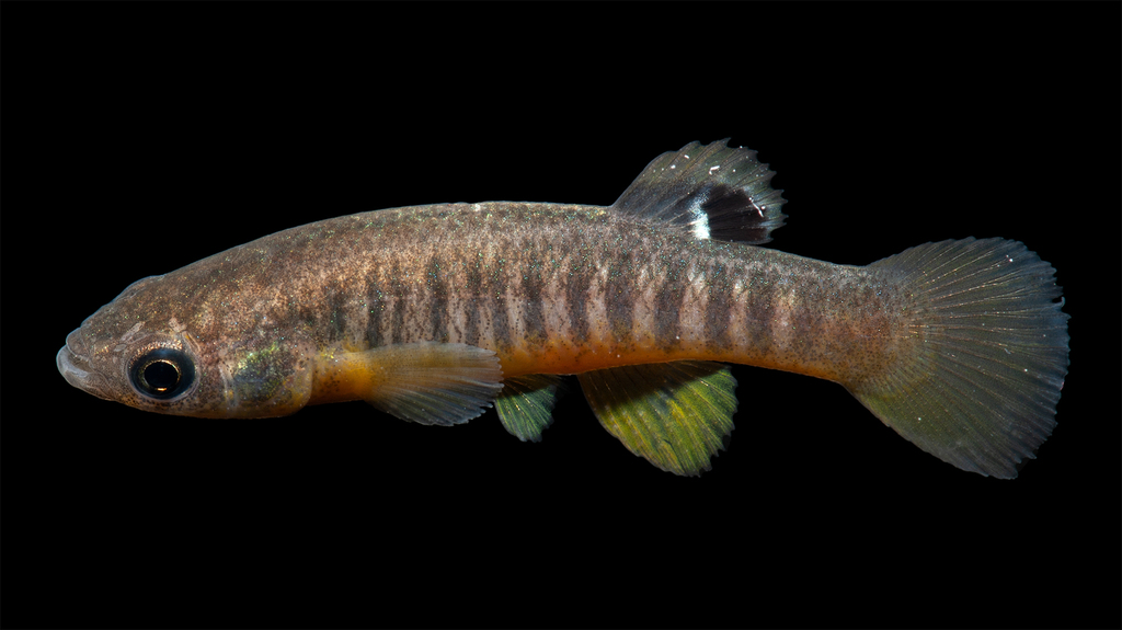 Marsh Killifish