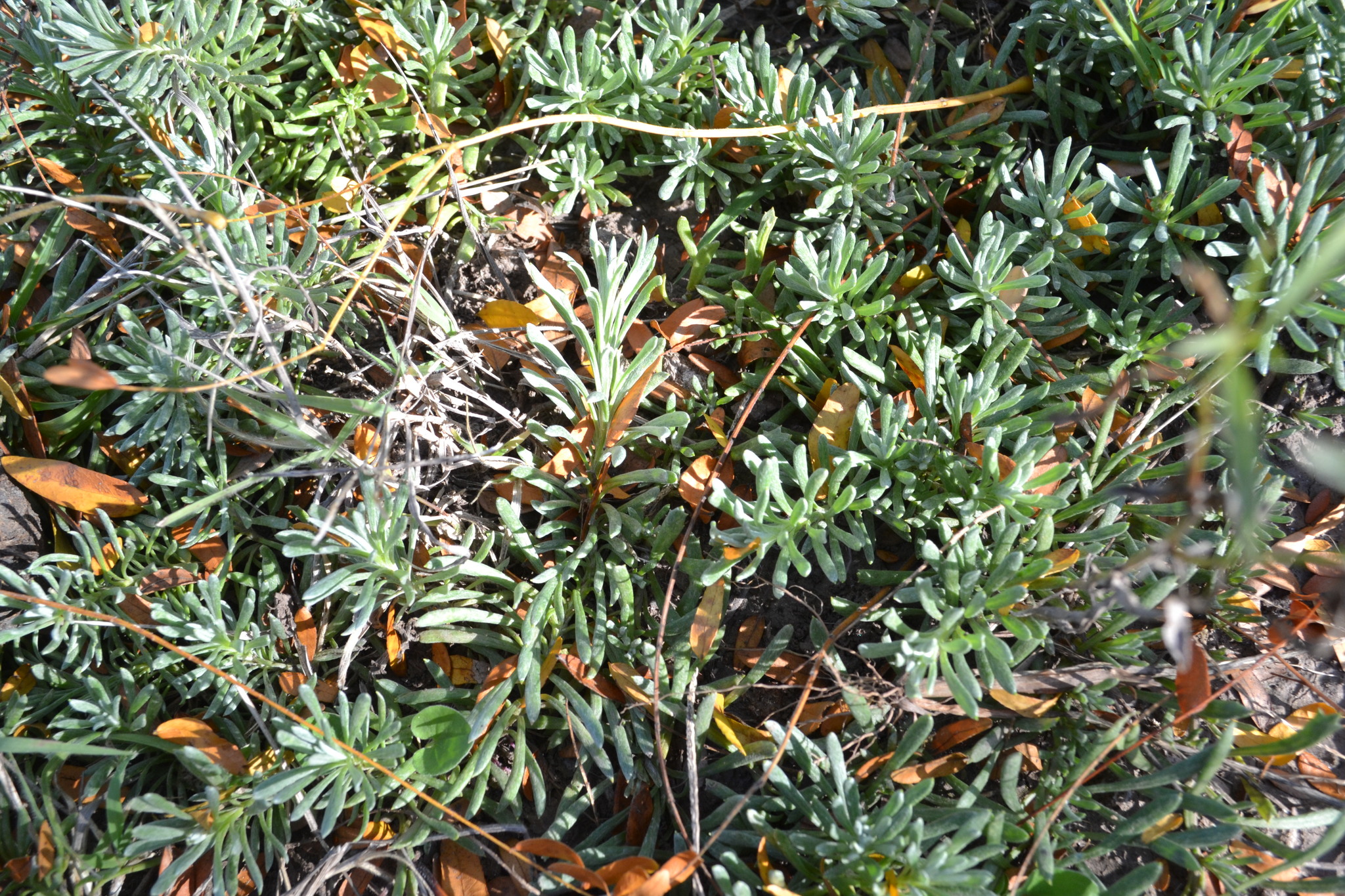 Lucilia acutifolia (Poir.) Cass.
