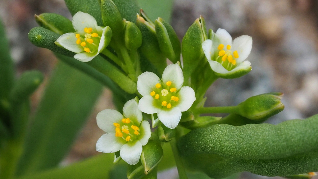 Desert Pussypaws (Northern Tehachapi Mountains Flora) · iNaturalist