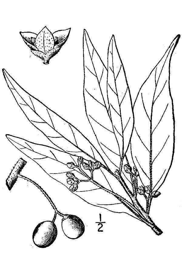 Swamp Bay (MatBio: TREES & SHRUBS - Matanzas Biodiversity) · iNaturalist