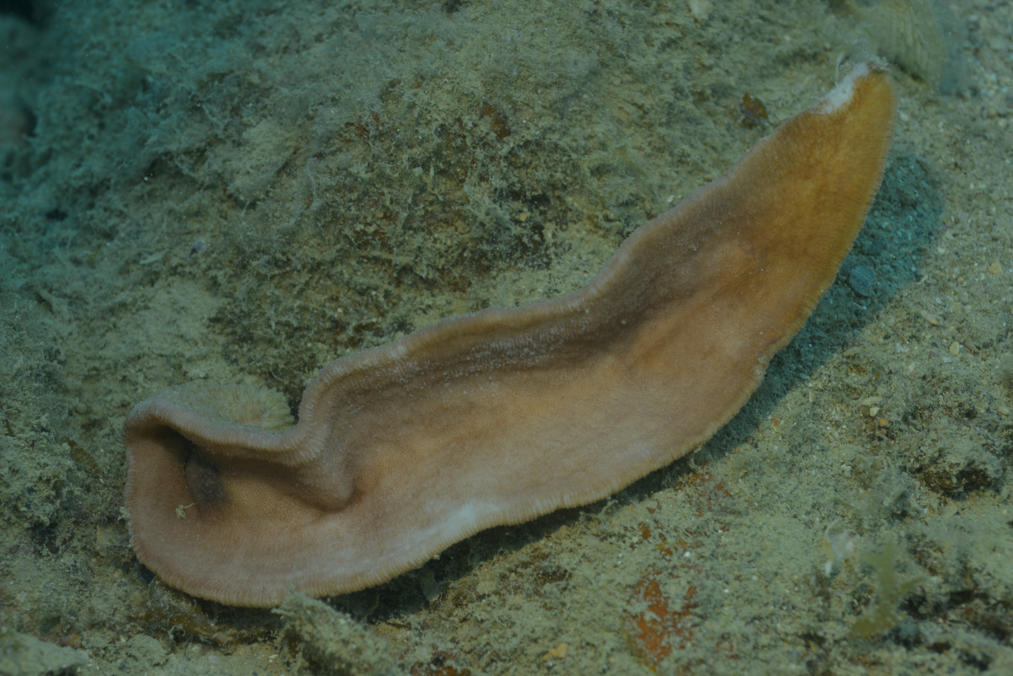 Polyphyllia Blainville, 1830