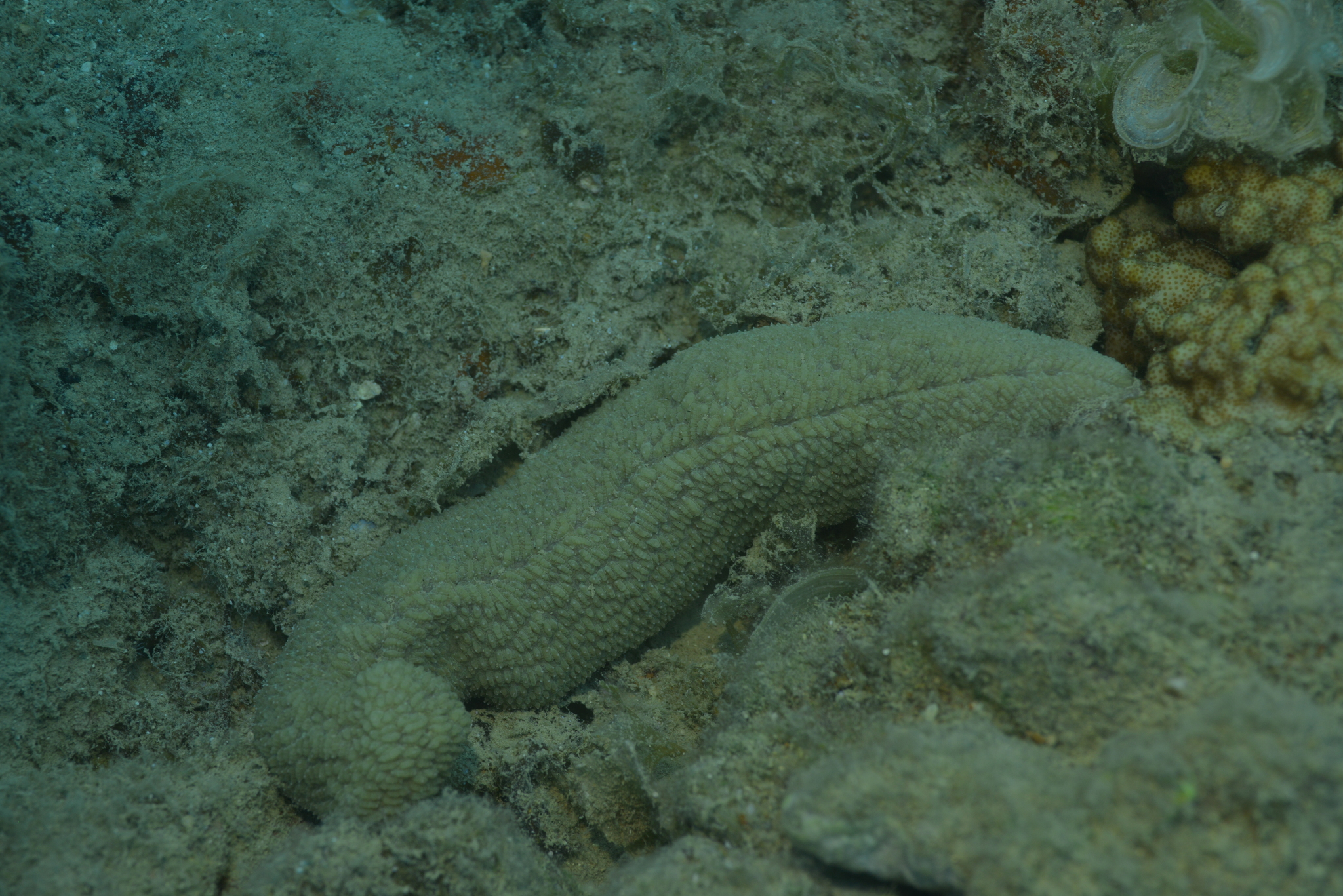 Polyphyllia talpina (Lamarck, 1801)