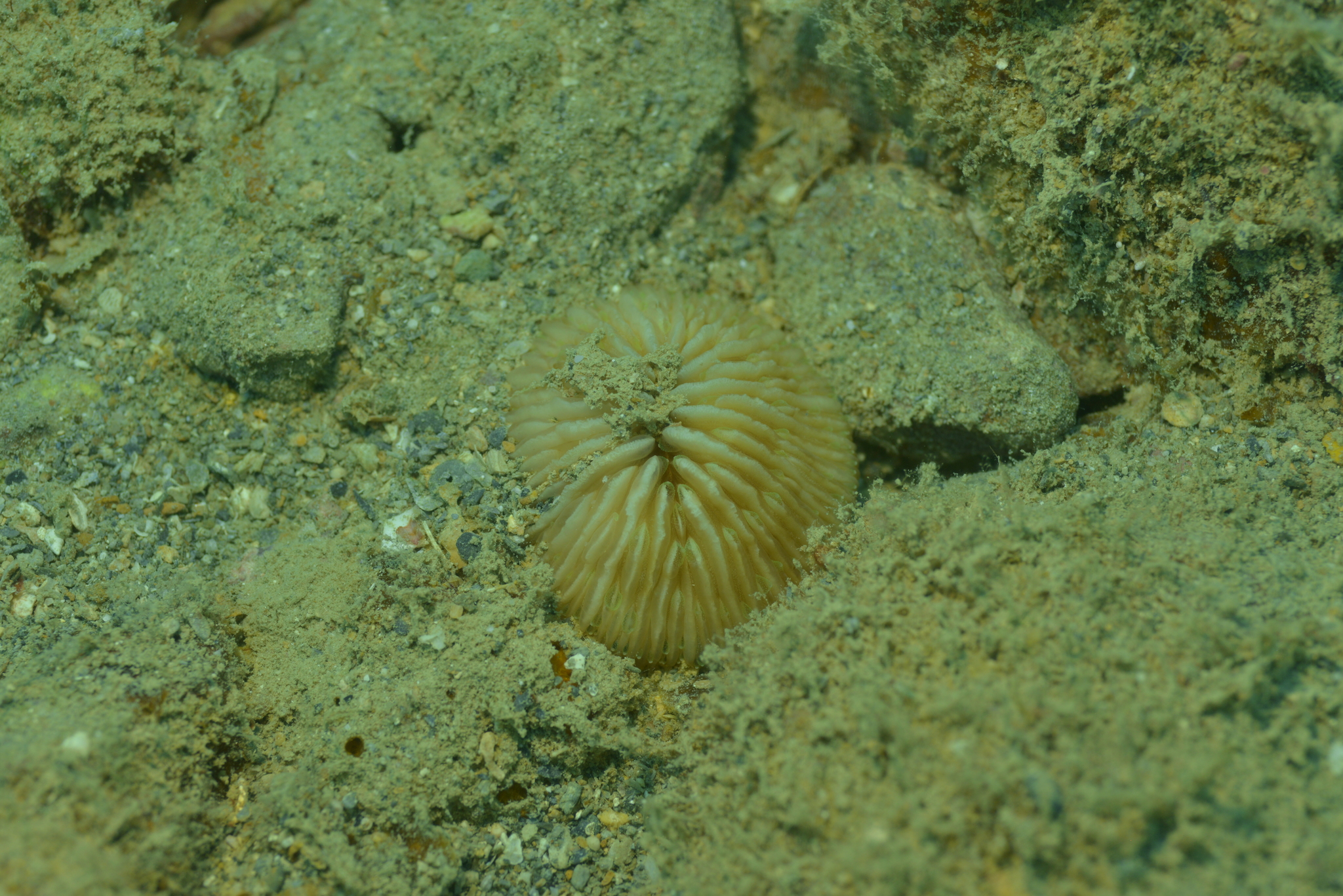 Cycloseris cyclolites (Lamarck, 1815)