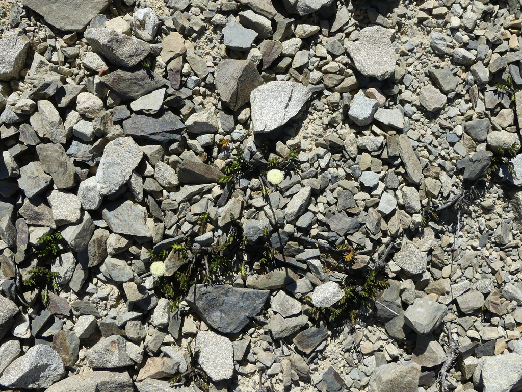 Leptinella pectinata pectinata from Castle Hill, New Zealand on ...