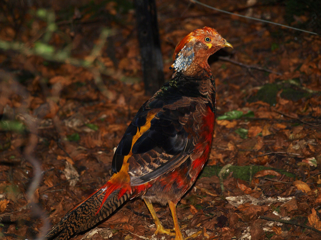 Golden Pheasant from Tikokino, New Zealand on February 24, 2018 at 02: ...