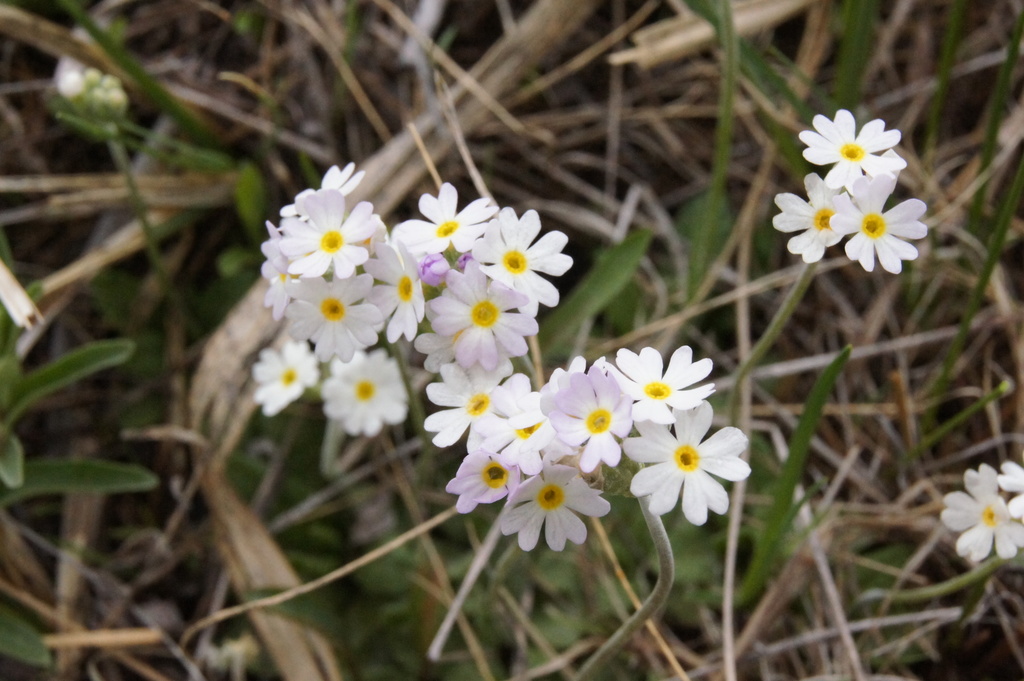 Bluedome Primrose from Lemhi County, ID, USA on May 26, 2021 at 10:58 ...