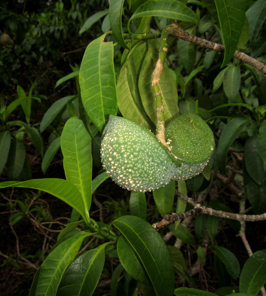 toadtree from Maputo Special Reserve, Matutuíne District, Mozambique on ...