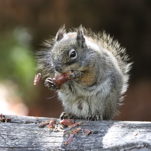 Wind River Mountains Red Squirrel (Subspecies Tamiasciurus hudsonicus ...