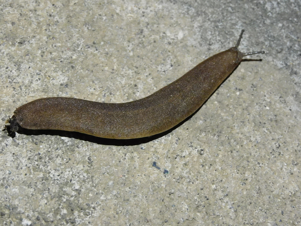 Leatherleaf Slugs from Provincia de Puntarenas, Jicaral, Costa Rica on ...