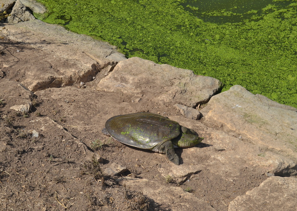 African Softshell Turtle in June 2014 by kutuzanna · iNaturalist