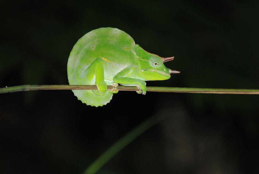 Wavy Chameleon from Mbomole track, Amani, East Usambara, Korogwe ...