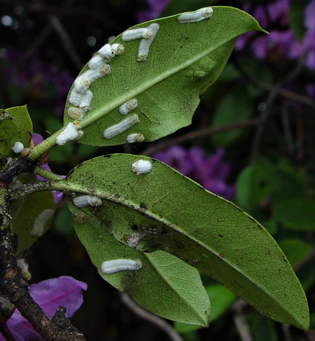 Pulvinaria floccifera (Westwood, 1870)