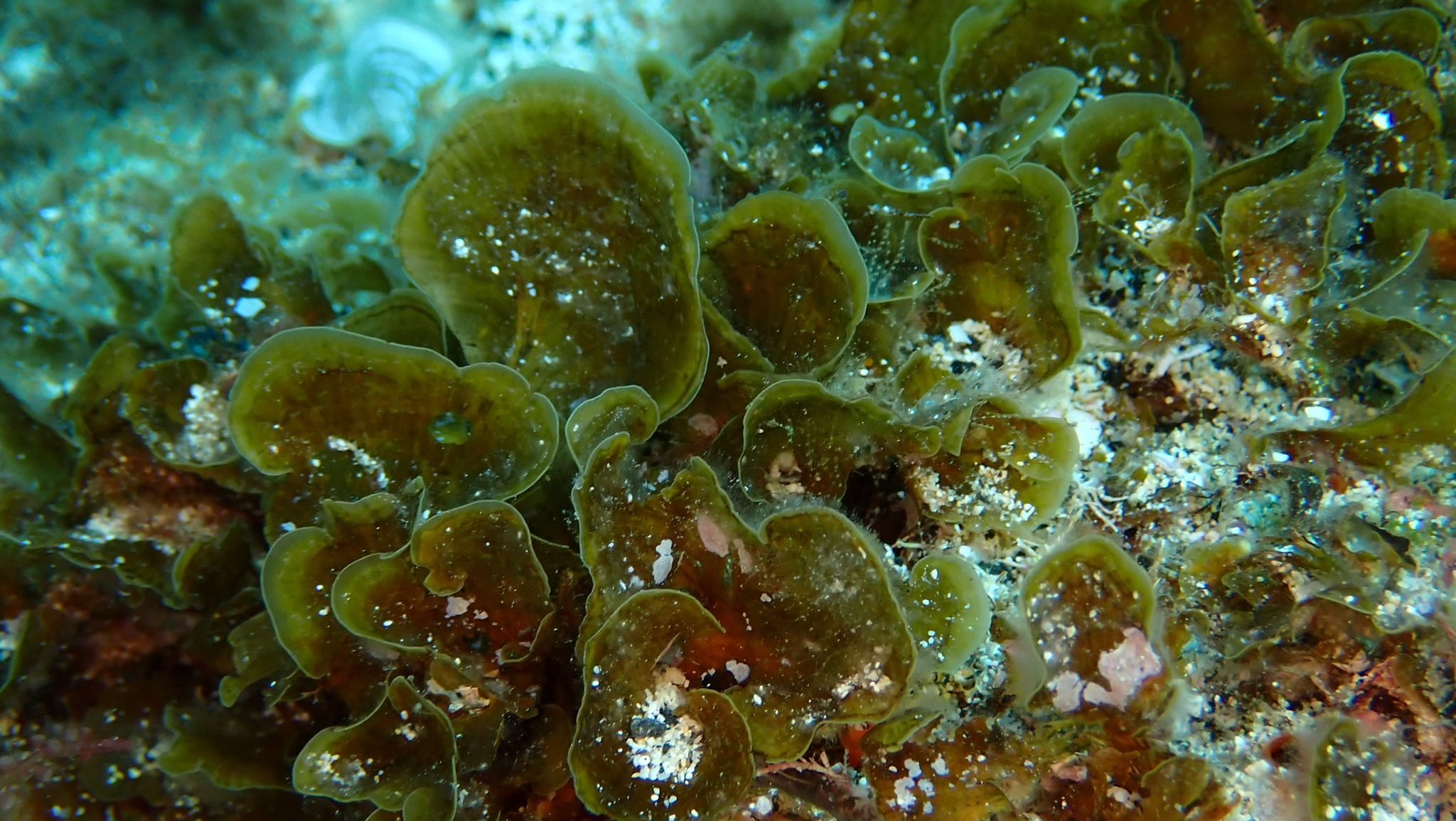 Lobophora J.Agardh, 1894