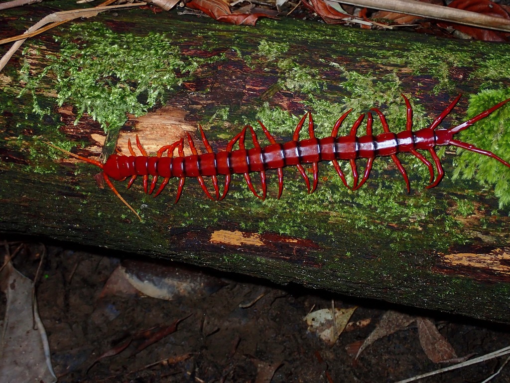 Vietnamese Centipede from Tanjung Bungah, Penang, Malaysia on June 18 ...