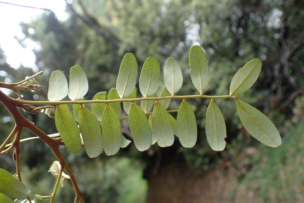 Large-leaved kowhai (Sophora tetraptera) - Botanical Realm